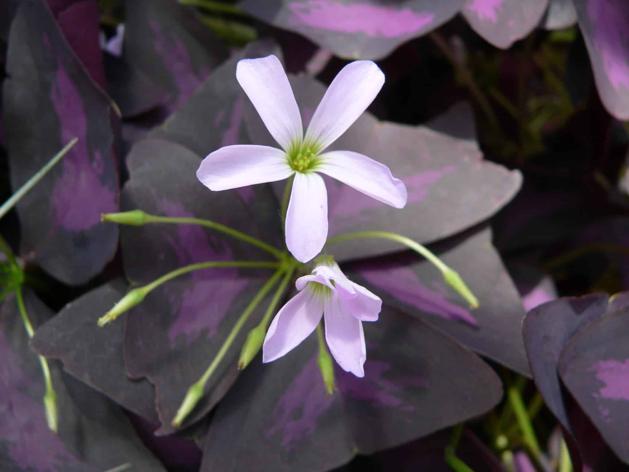 20 Purple Houseplants: Rare Picks for a Vibrant Home (Avoid Common ...