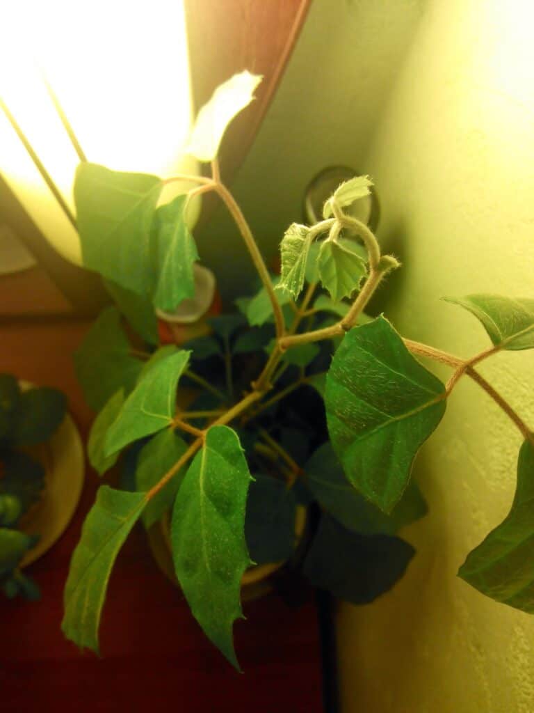 27 Vining House Plants: Grow a Green Paradise - Are You Ready ...