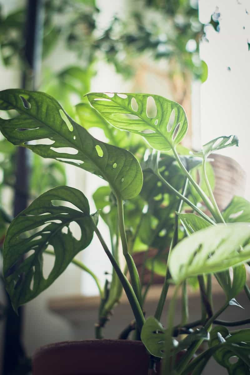27 Vining House Plants: Grow a Green Paradise – Are You Ready ...