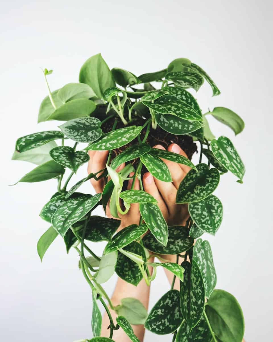 27 Vining House Plants: Grow a Green Paradise – Are You Ready ...