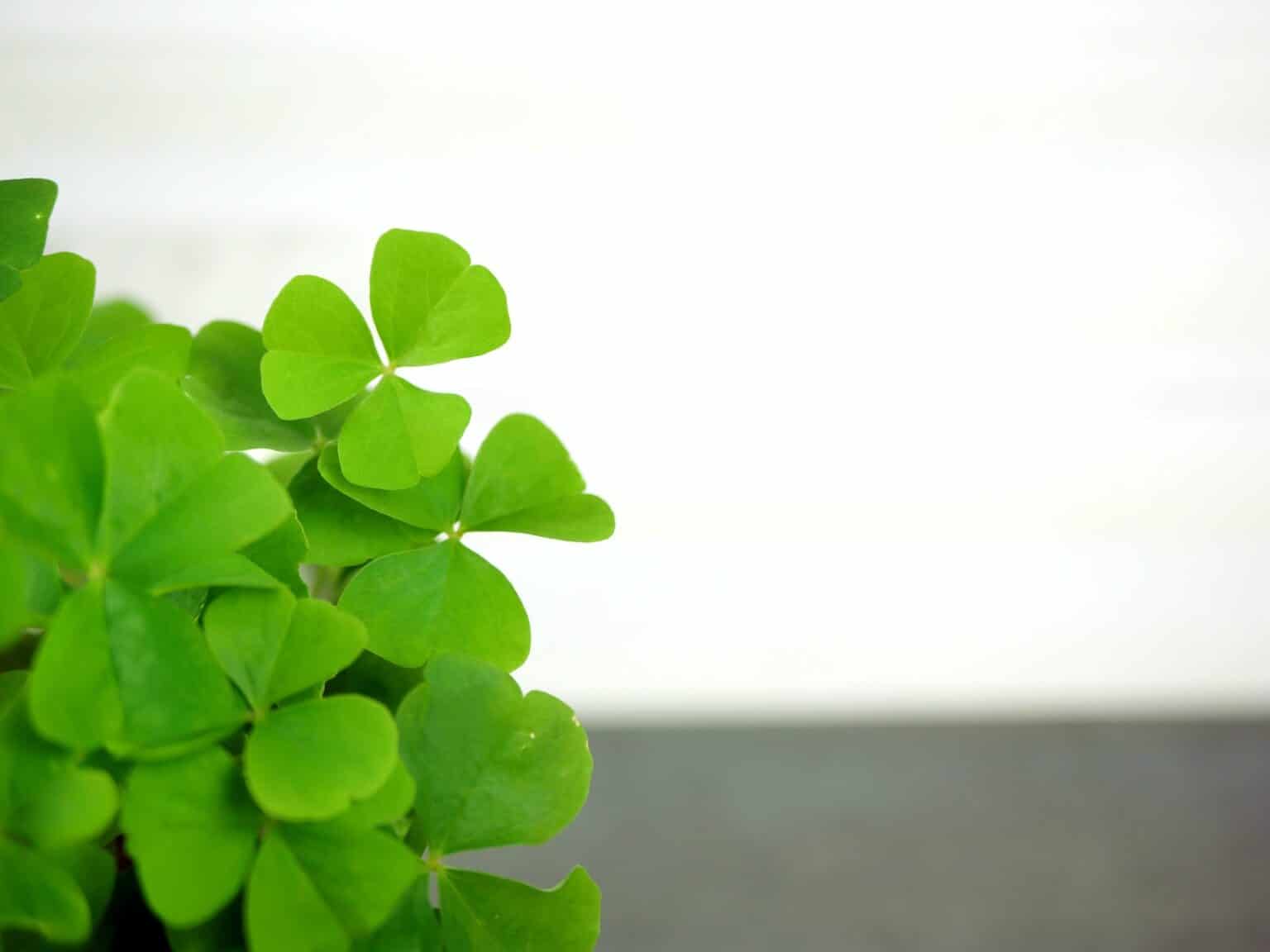7 Shamrock Plant Care Secrets: Save Yours Today! (Expert Tips ...