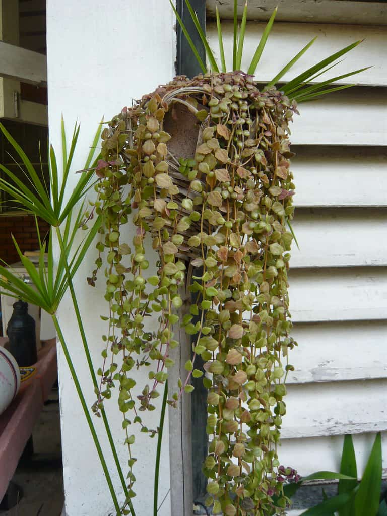 27 Vining House Plants: Grow a Green Paradise – Are You Ready ...