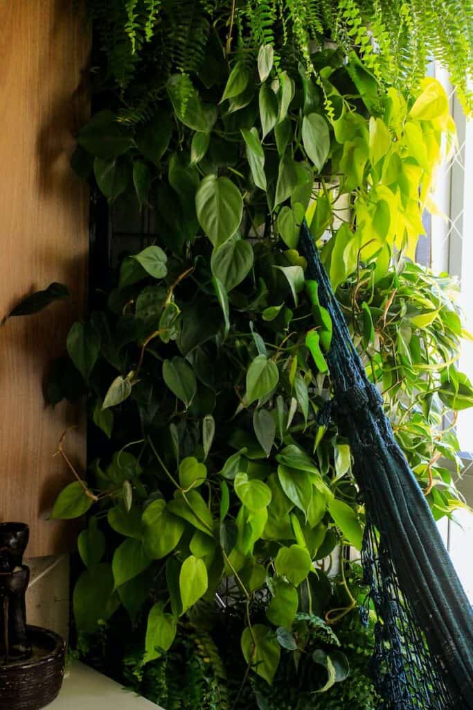 27 Vining House Plants: Grow a Green Paradise - Are You Ready ...
