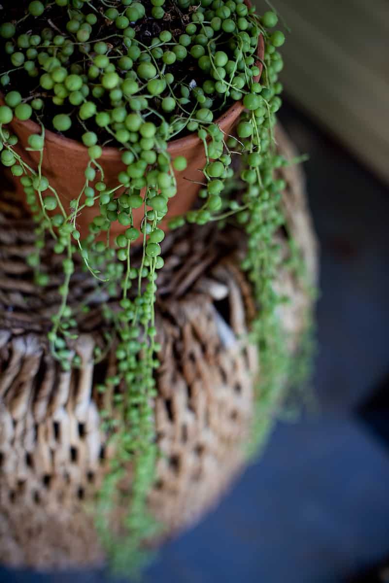 27 Vining House Plants: Grow a Green Paradise – Are You Ready ...