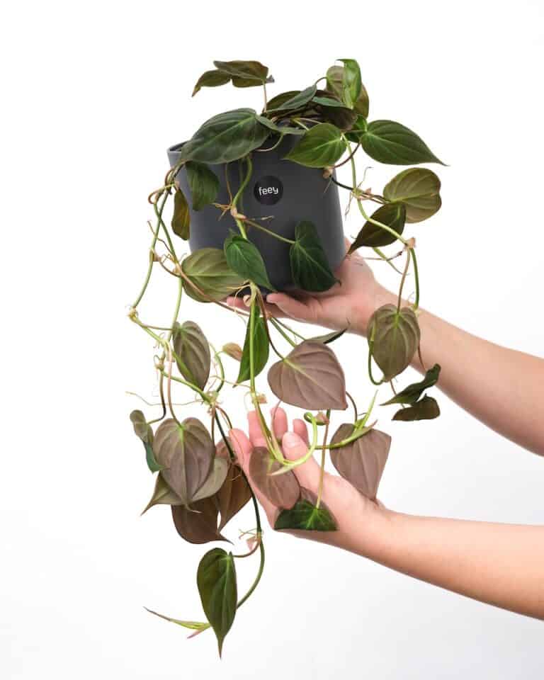 27 Vining House Plants: Grow a Green Paradise – Are You Ready ...