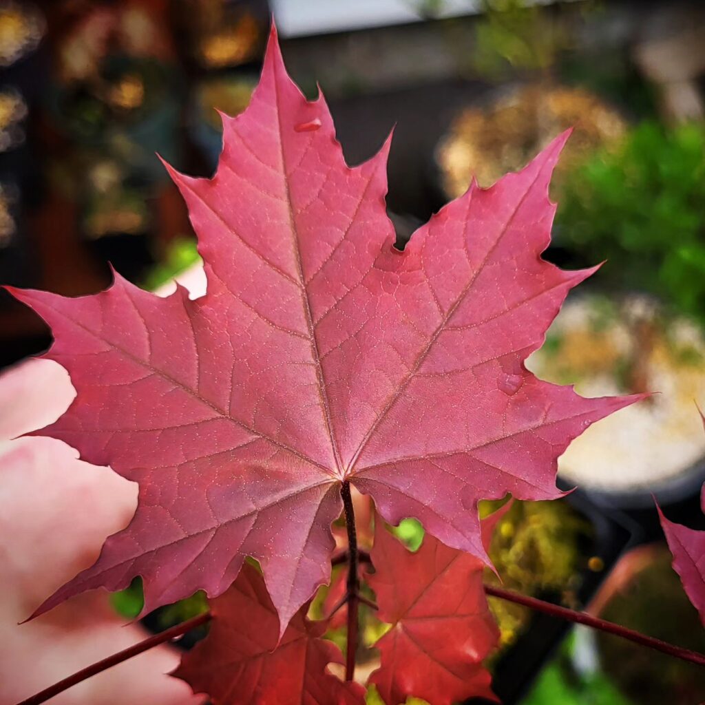 10 Maple Trees That Will Flourish in Colorado - Planted Shack