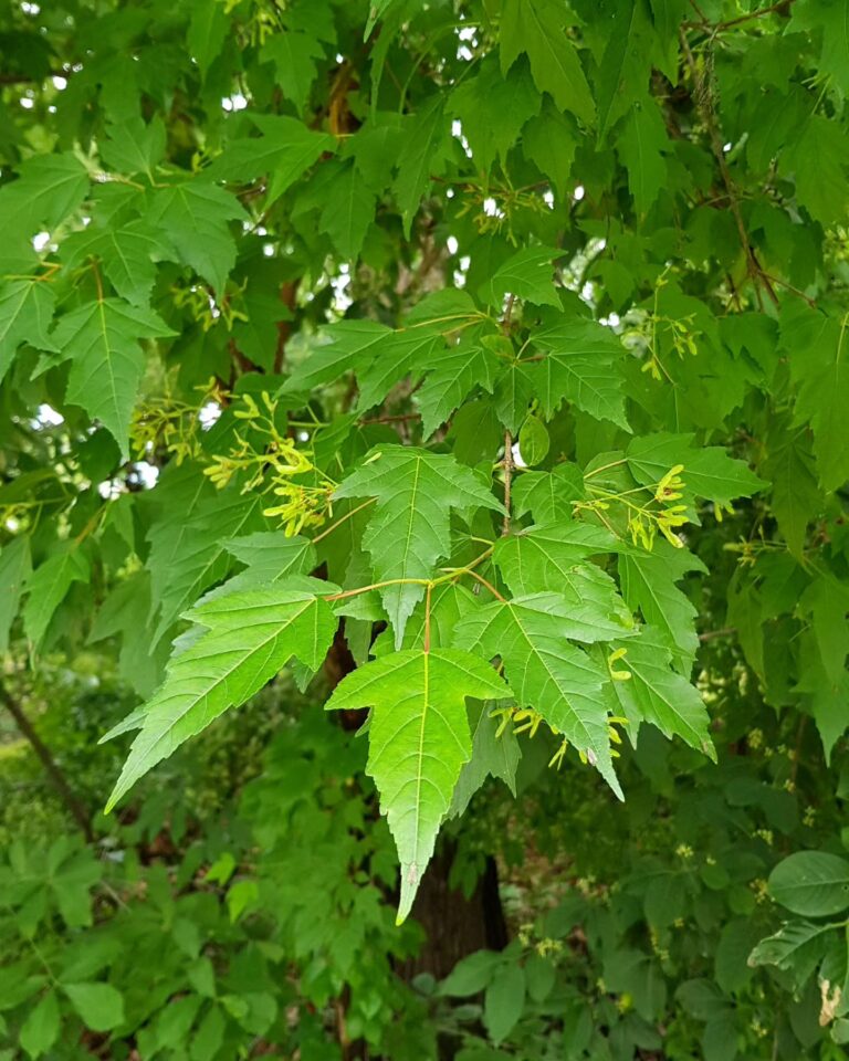 10 Maple Trees That Will Flourish in Colorado - Planted Shack