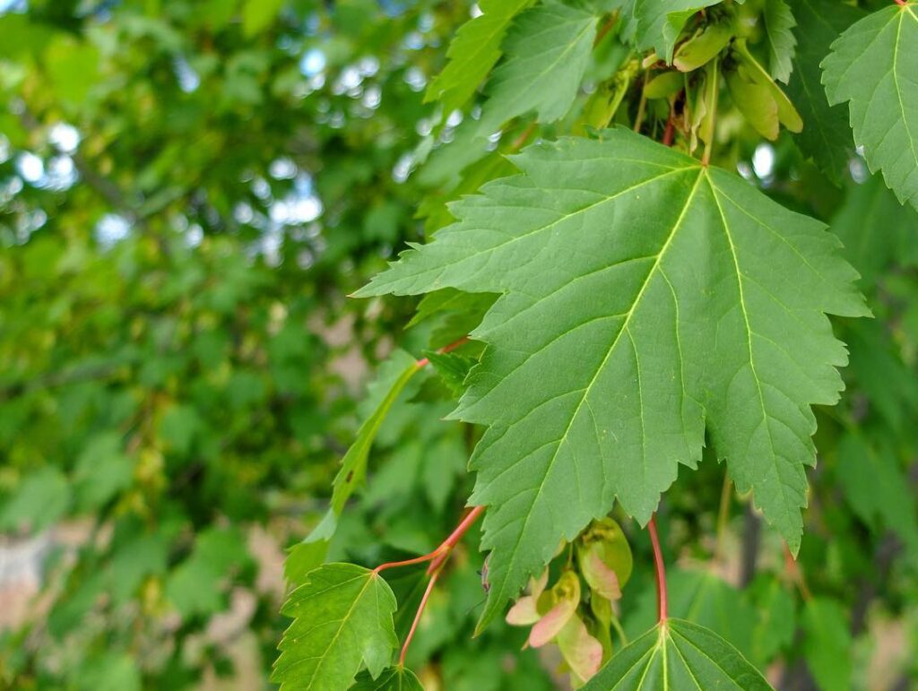 10 Maple Trees That Will Flourish in Colorado - Planted Shack