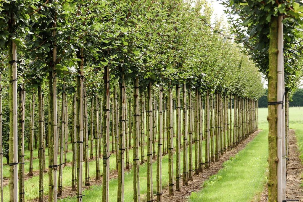 10 Maple Trees That Will Flourish in Colorado - Planted Shack