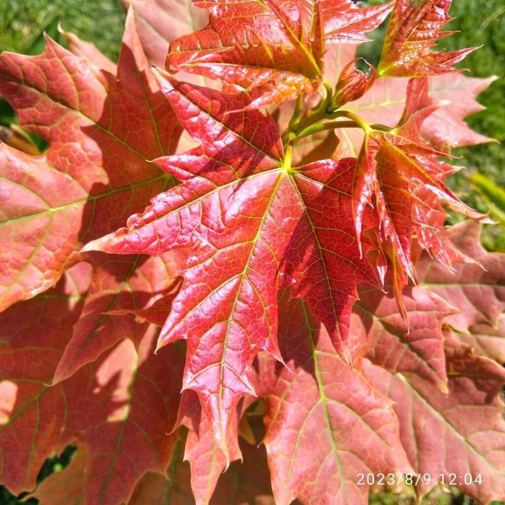10 Maple Trees That Will Flourish in Colorado - Planted Shack