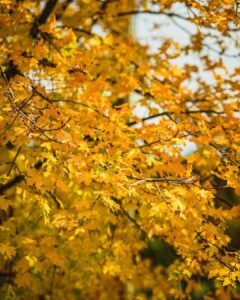 10 Maple Trees That Will Flourish in Colorado - Planted Shack