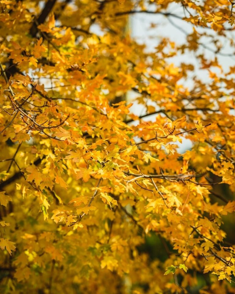 10 Maple Trees That Will Flourish in Colorado - Planted Shack