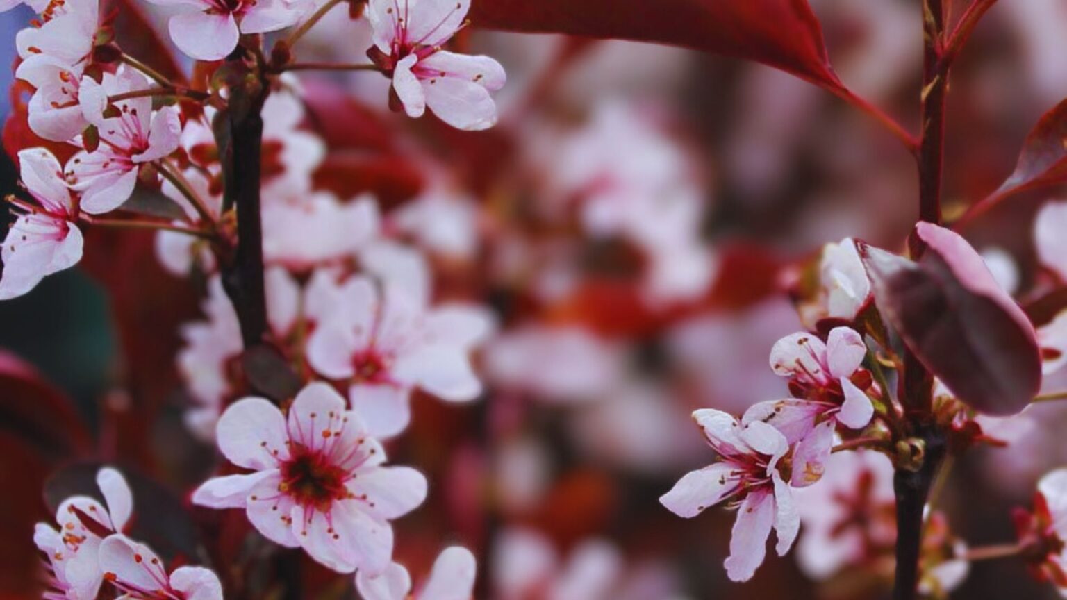 16 Trees With Red Leaves: Choose Your Favorite Crimson Beauties ...