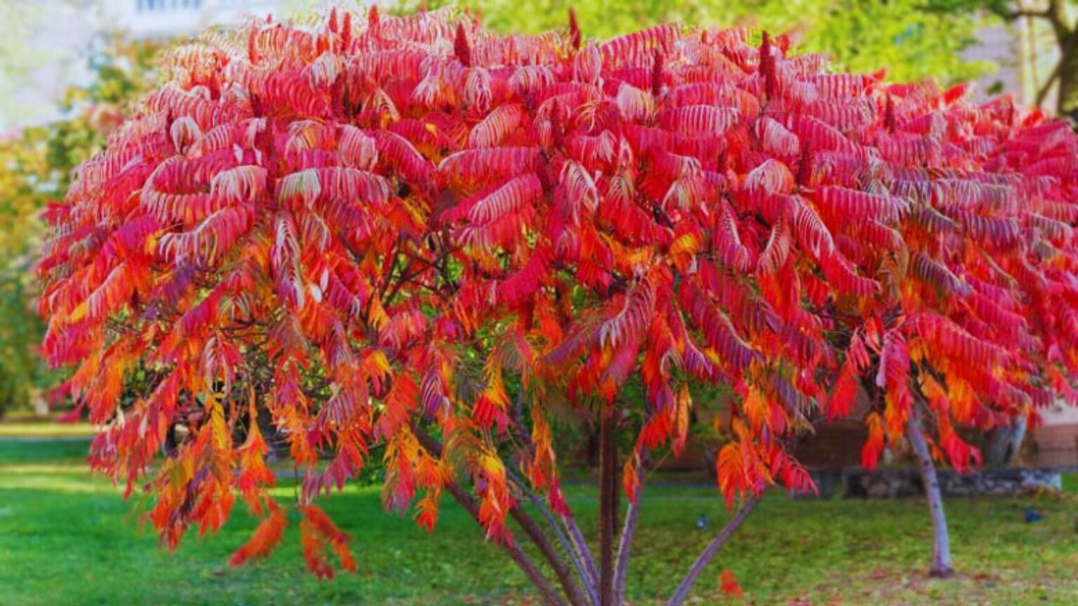 16 Trees With Red Leaves: Choose Your Favorite Crimson Beauties ...