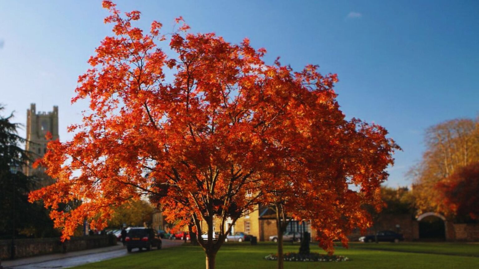 16 Trees With Red Leaves: Choose Your Favorite Crimson Beauties ...