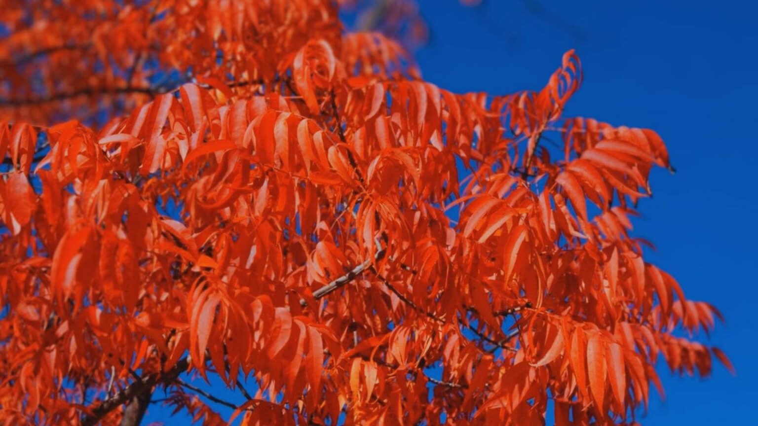 16 Trees With Red Leaves: Choose Your Favorite Crimson Beauties ...