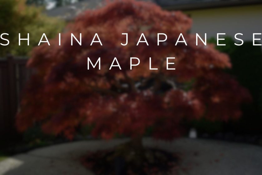 16 Trees With Red Leaves: Choose Your Favorite Crimson Beauties ...