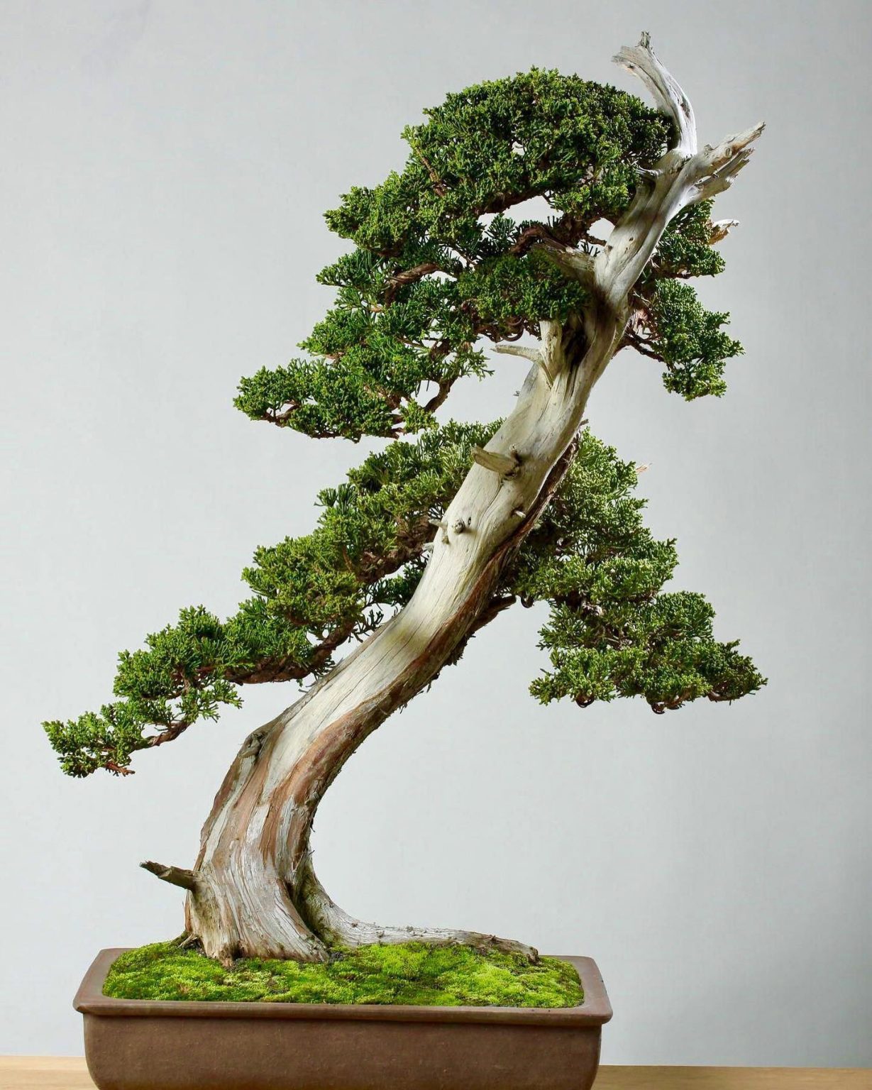 15 Bonsai Tree Styles for Beginners: An Easy Guide - Planted Shack