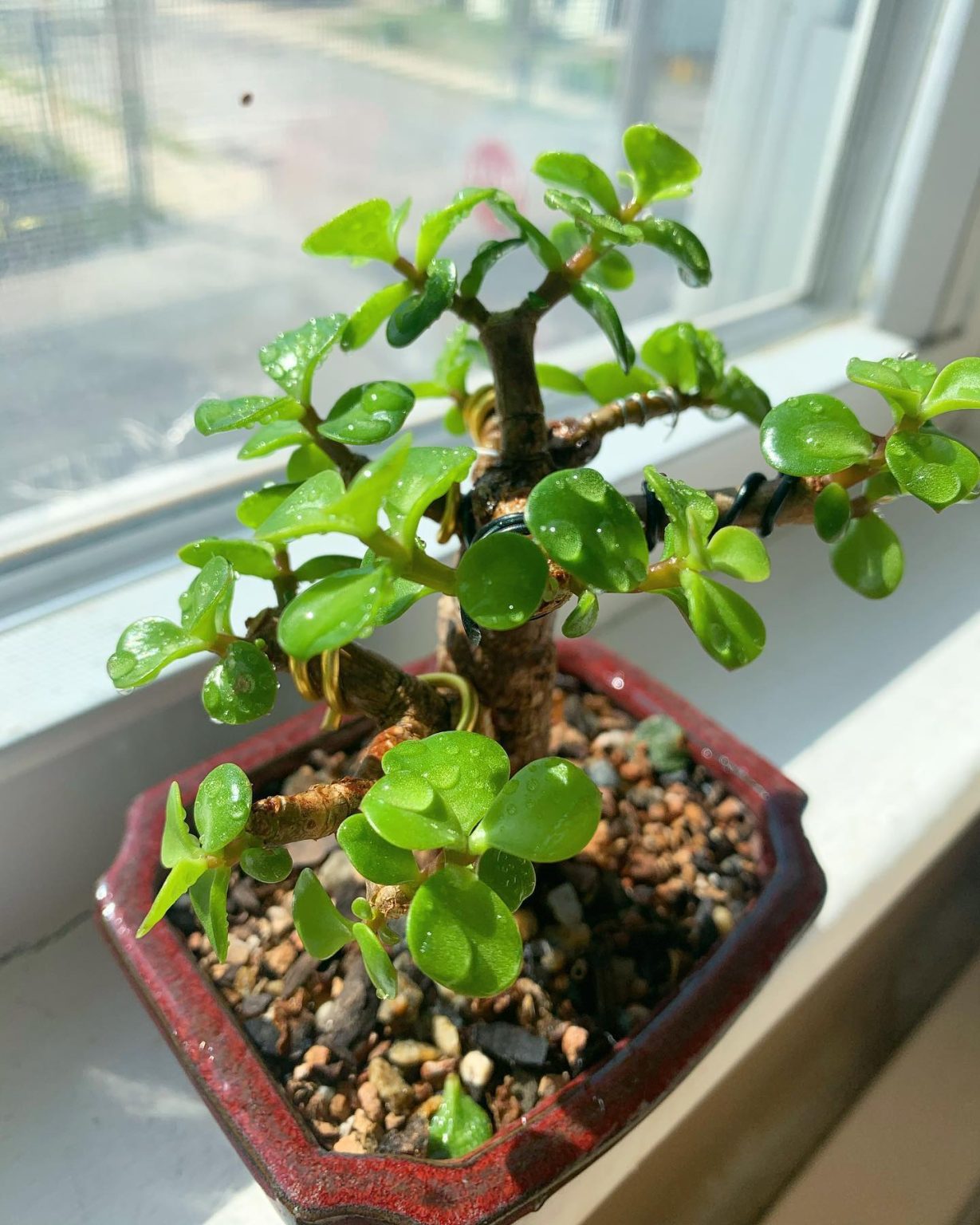 100 Indoor No Fuss Drought-Tolerant Plants that are Unkillable ...