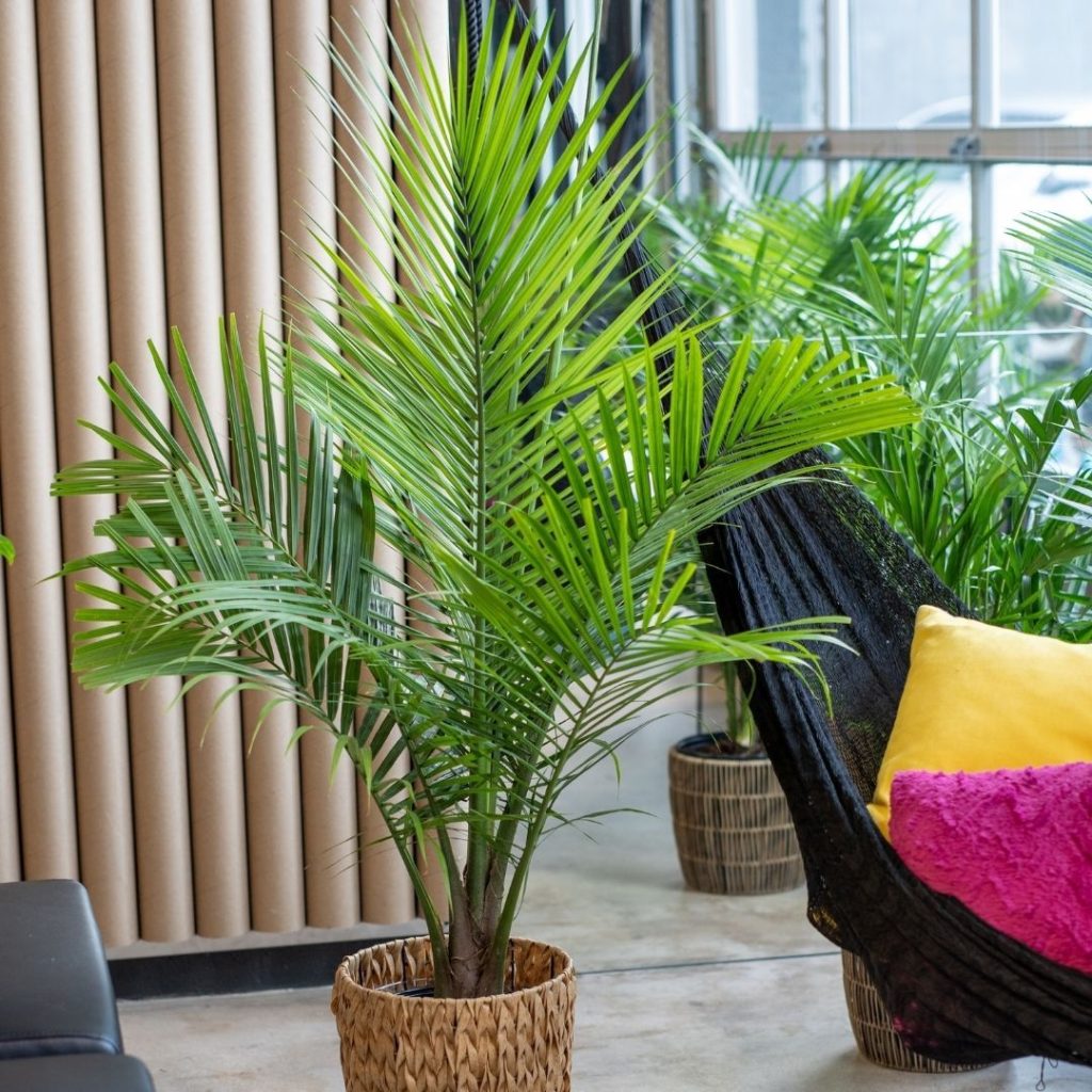 100 Exotic Houseplants to Transform Your Home into a Tropical Paradise ...