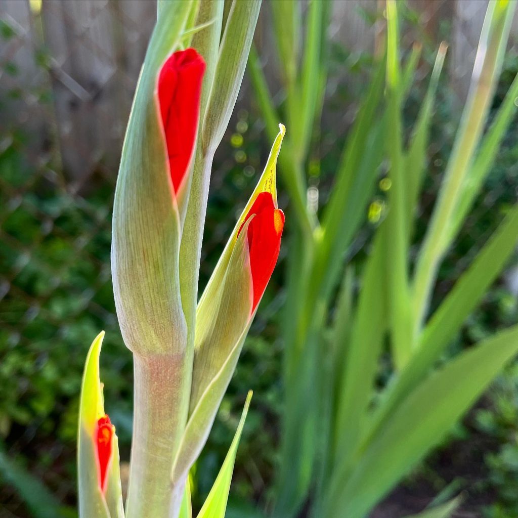 50 Colorful Plants to Make Your Garden Pop - Planted Shack