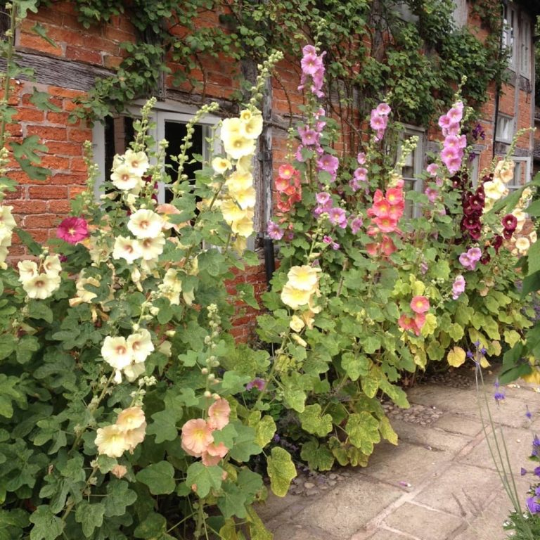 50 Colorful Plants to Make Your Garden Pop - Planted Shack