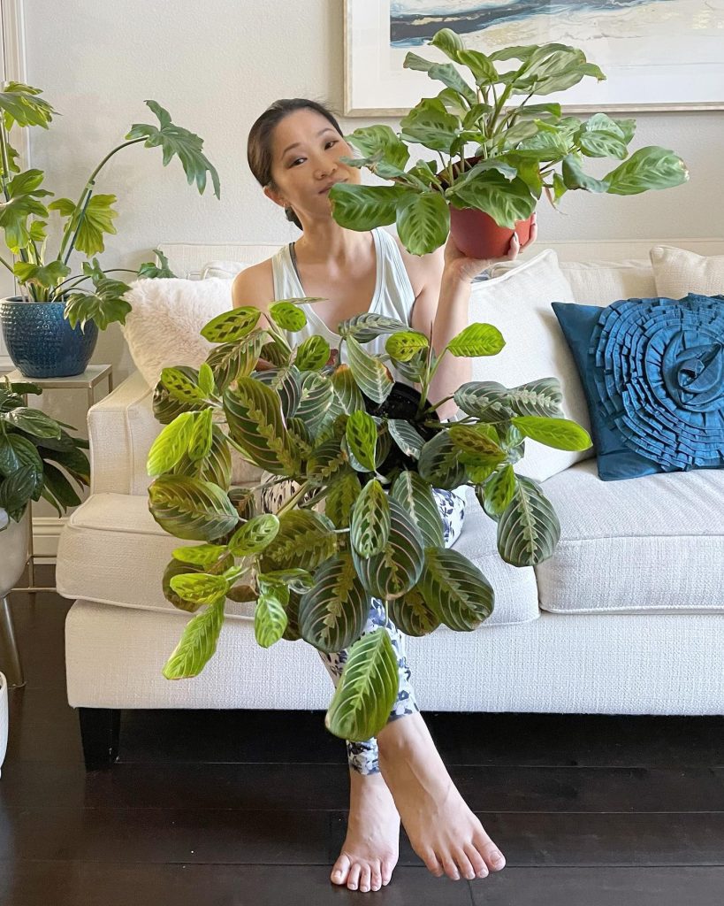 100 Exotic Houseplants to Transform Your Home into a Tropical Paradise ...