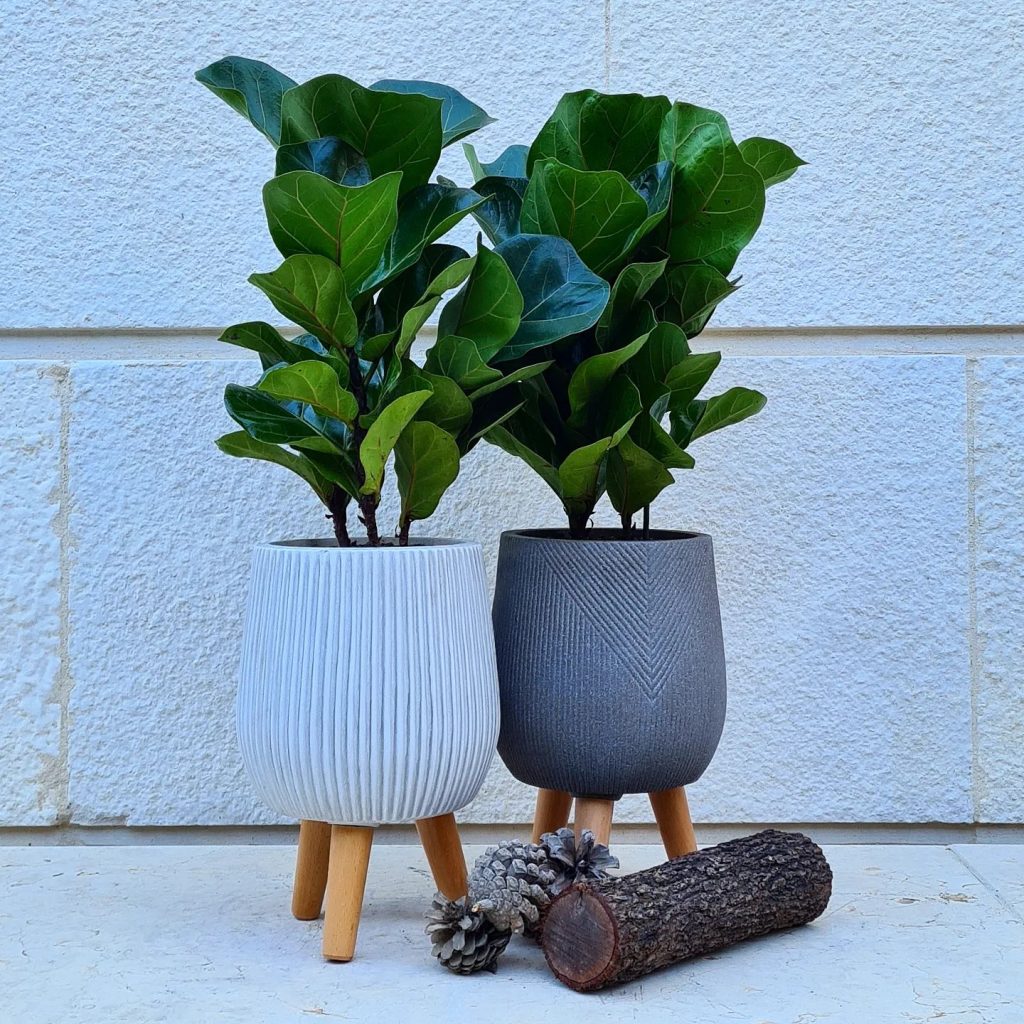 50 Colorful Houseplants to Make Your Home Pop - Planted Shack