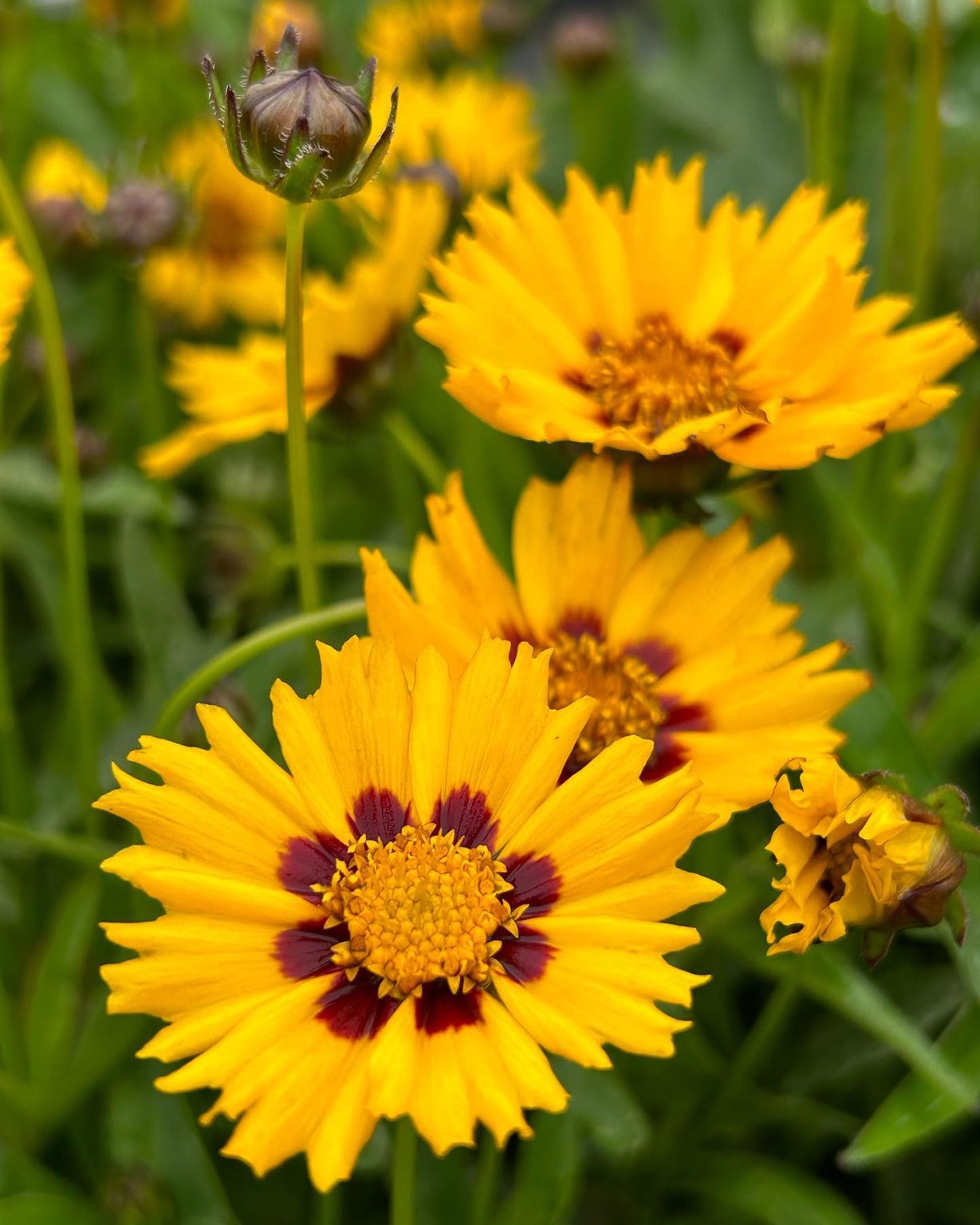 50 Colorful Plants to Make Your Garden Pop - Planted Shack