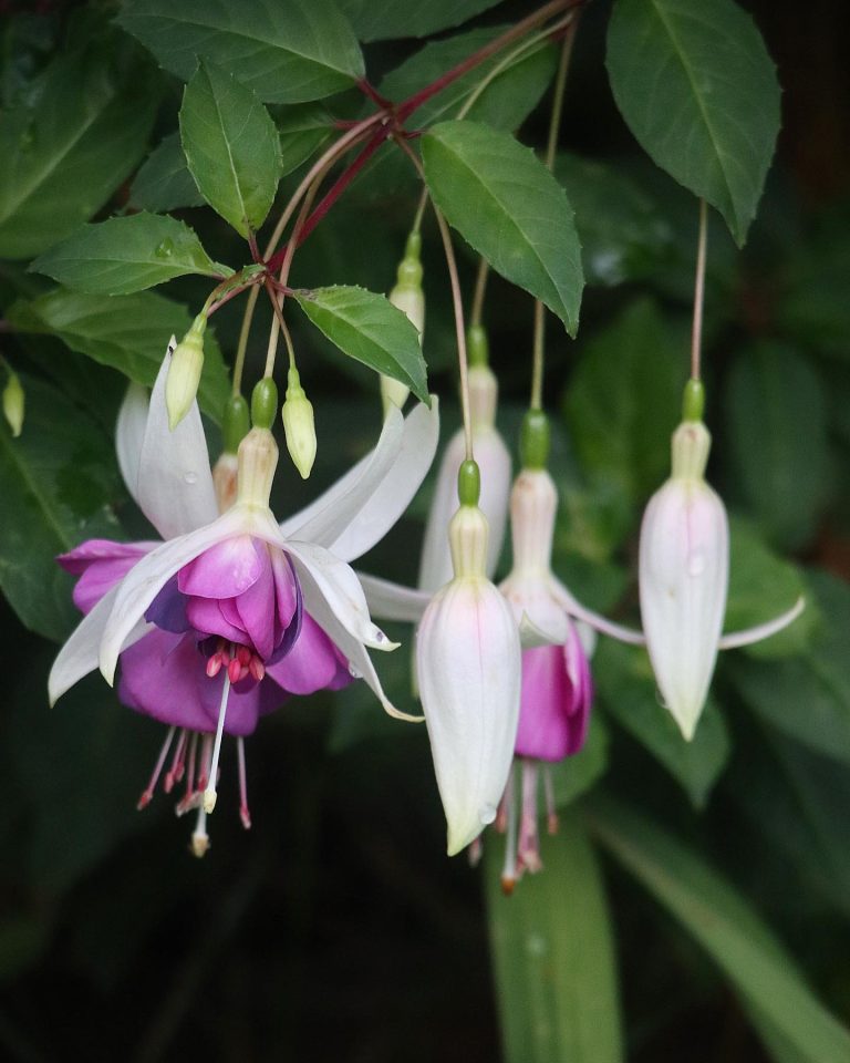 50 Colorful Plants to Make Your Garden Pop - Planted Shack