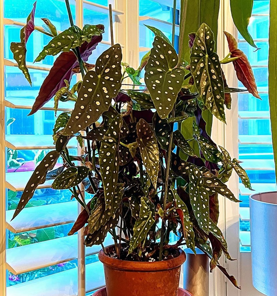 50 Colorful Houseplants to Make Your Home Pop - Planted Shack