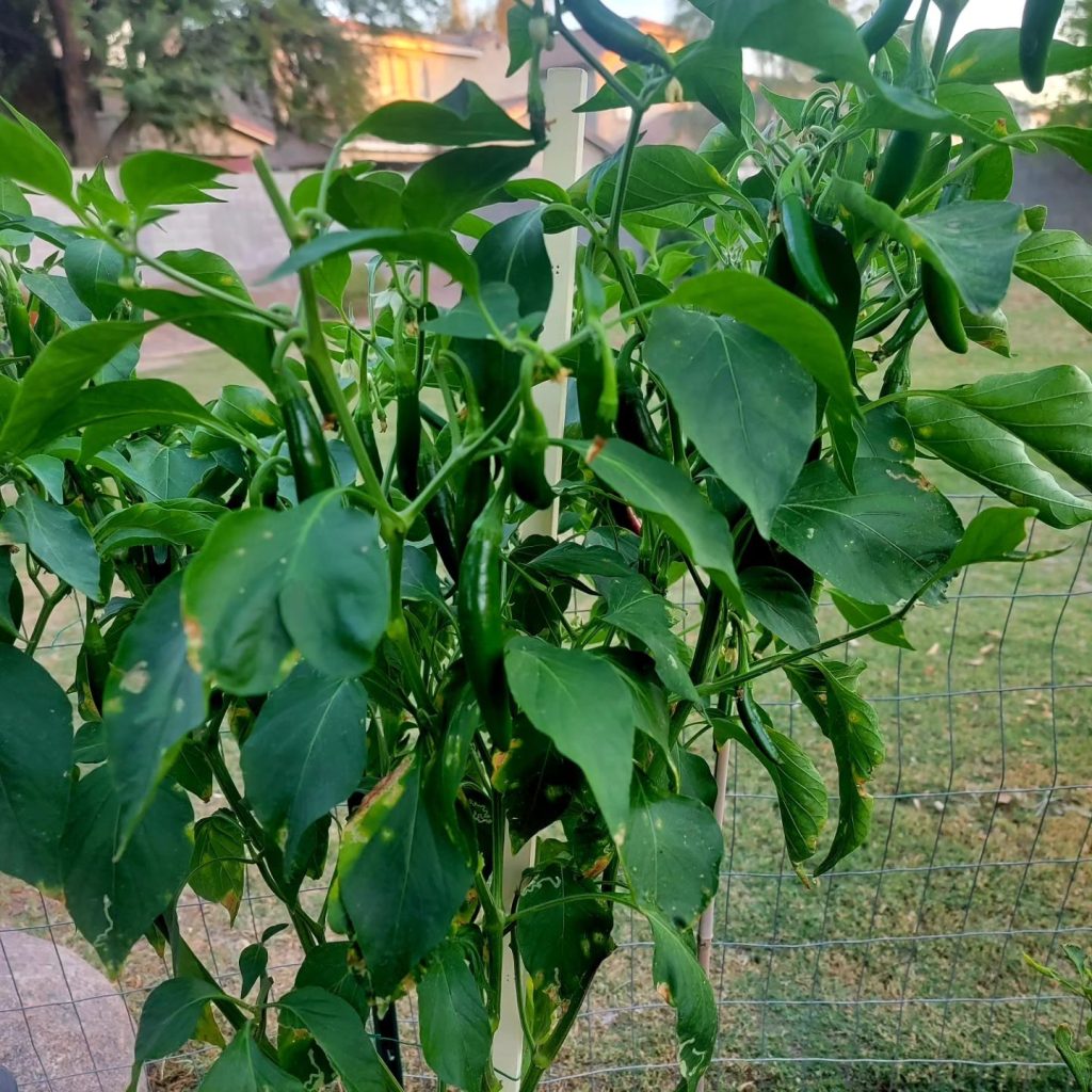 50 Unique Edible Plants You Can Grow Indoors - Planted Shack