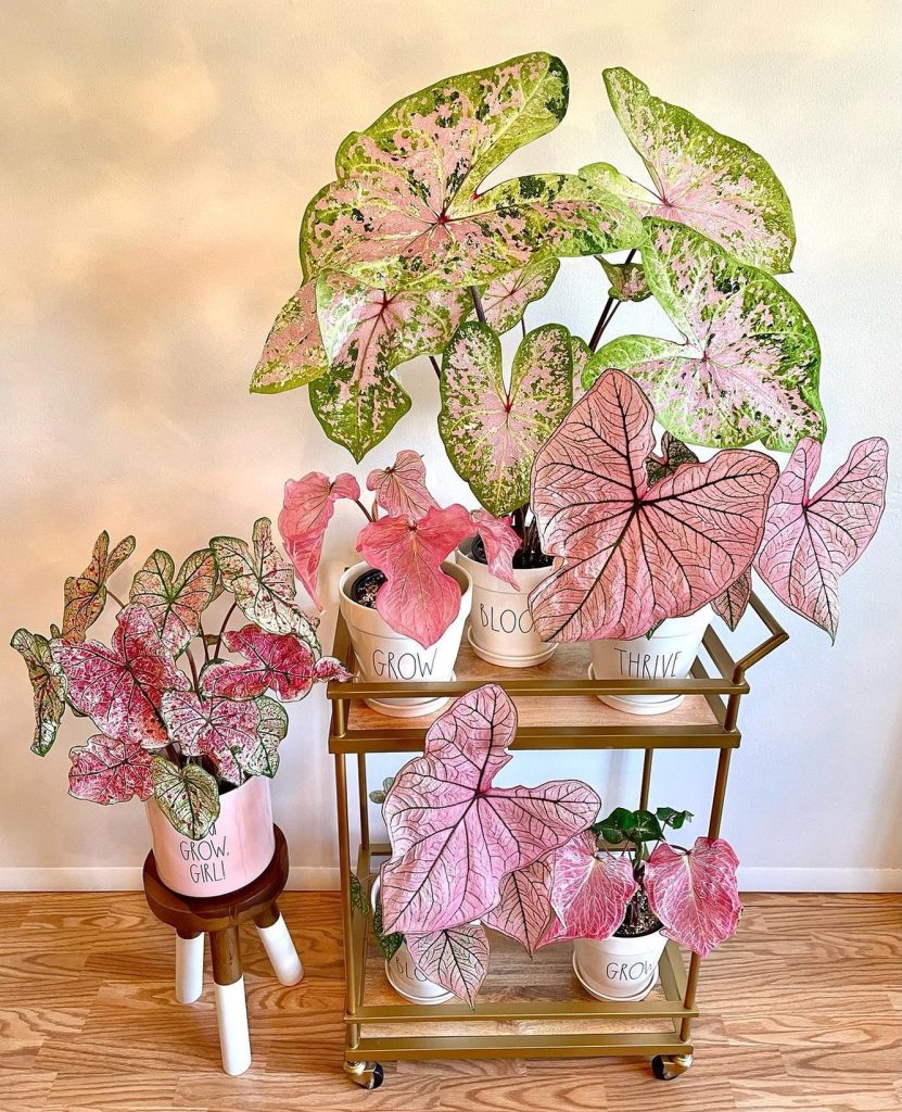 50 Colorful Houseplants to Make Your Home Pop - Planted Shack