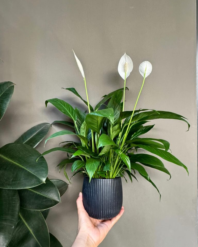 50 Unusual Vibrant Flowering Houseplants to Brighten Every Room ...