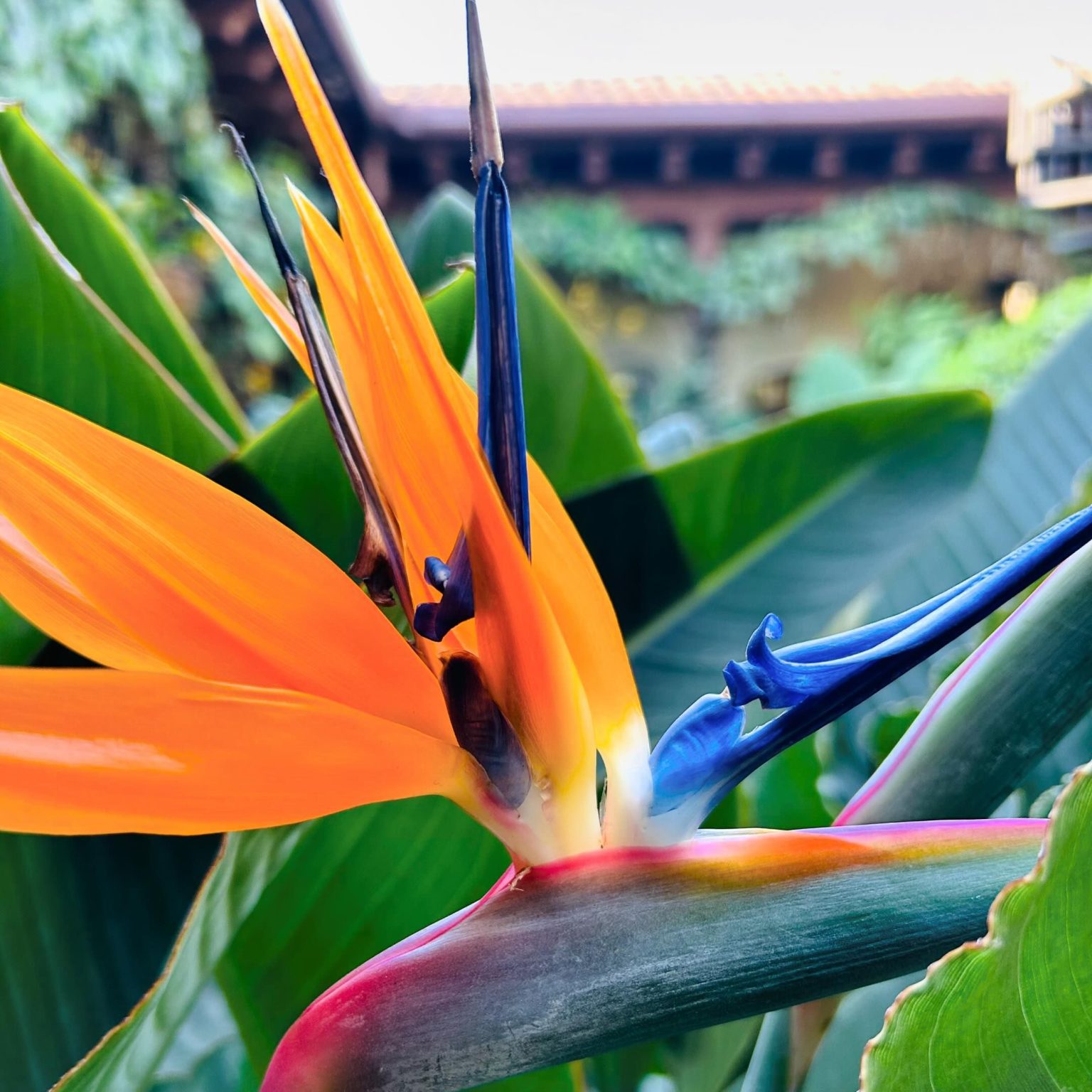 100 Exotic Houseplants to Transform Your Home into a Tropical Paradise ...