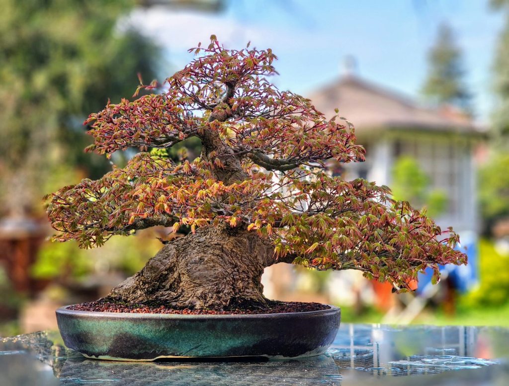 15 Bonsai Tree Styles for Beginners: An Easy Guide - Planted Shack