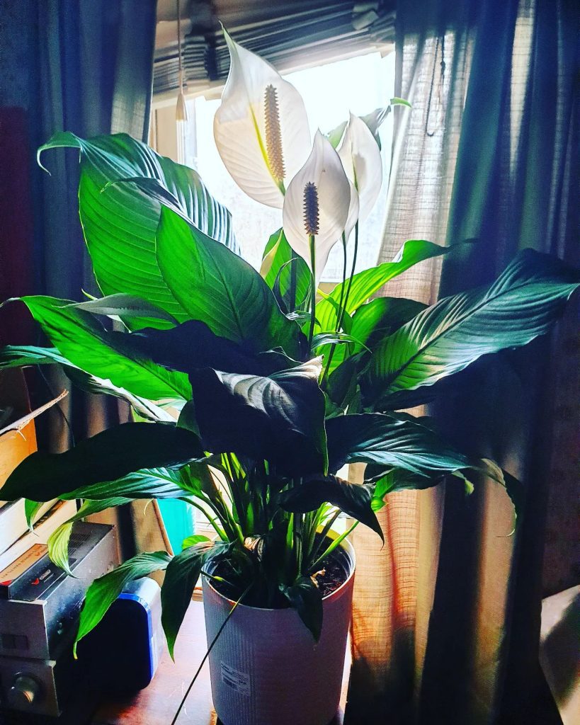 50 Low-Light Houseplants Perfect for Dimly Lit Rooms - Planted Shack