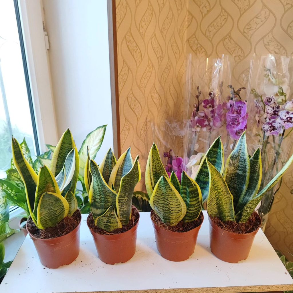 100 Indoor No Fuss Drought-Tolerant Plants that are Unkillable ...