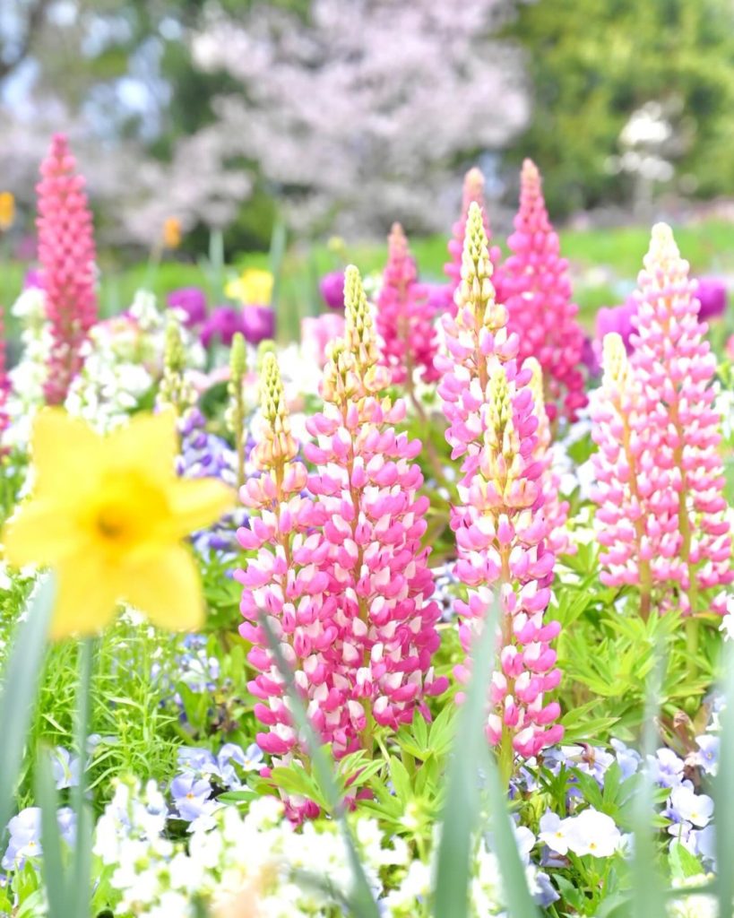 50 Colorful Plants to Make Your Garden Pop - Planted Shack