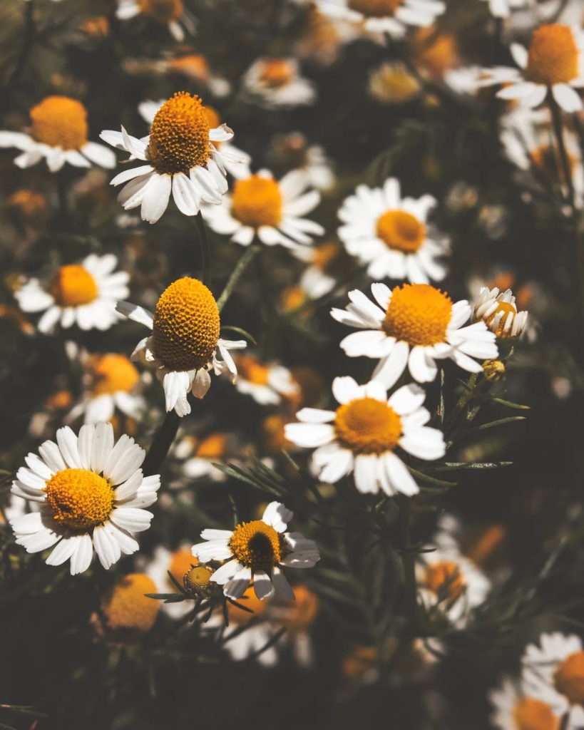 40 Aromatic Plants for Naturally Fragrant Living Spaces - Planted Shack