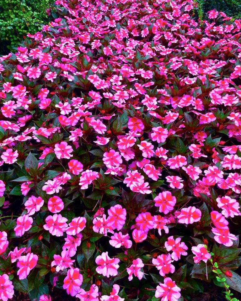 50 Colorful Plants to Make Your Garden Pop - Planted Shack