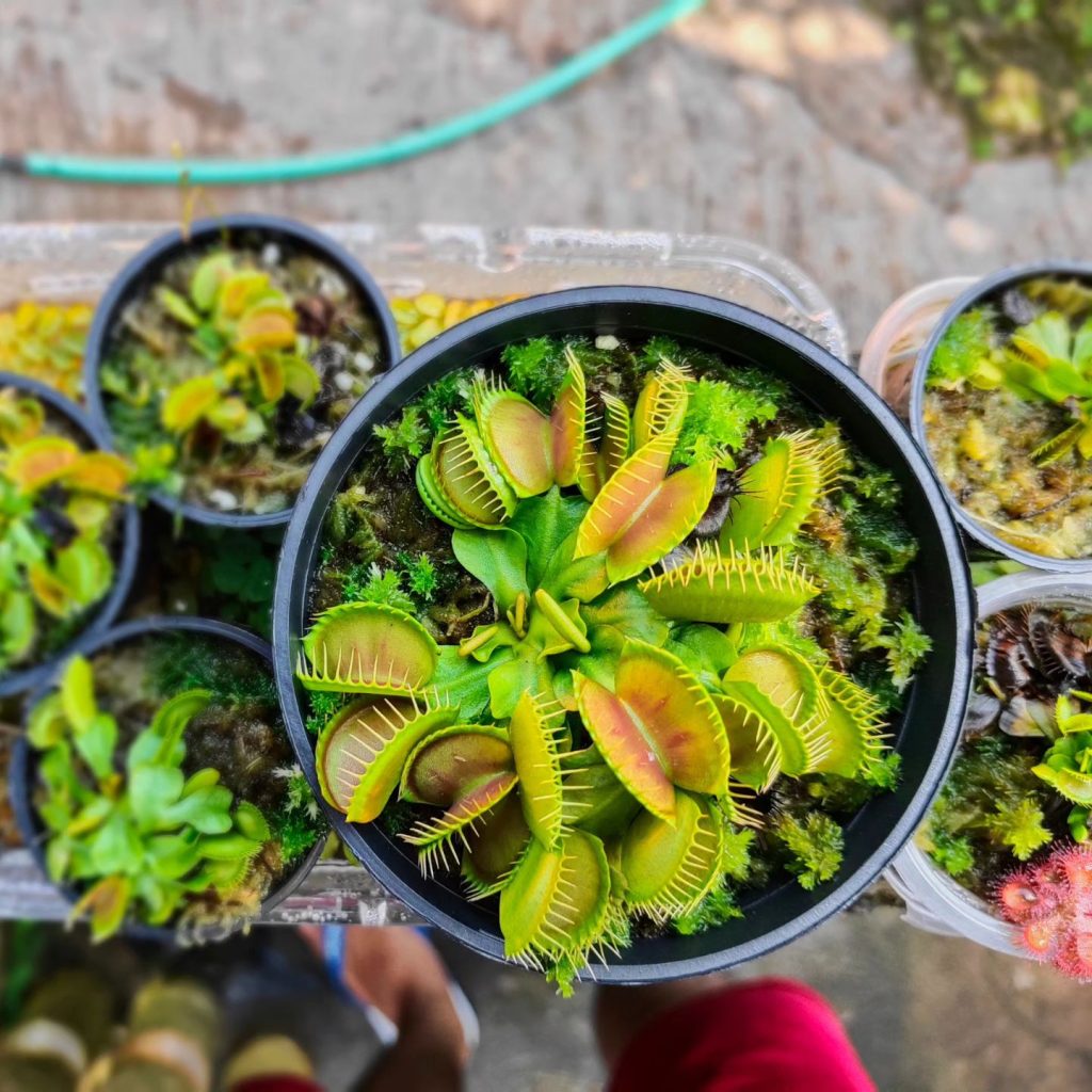 50 Plants So Weird, You'll Swear They're From a Galaxy Far, Far Away ...