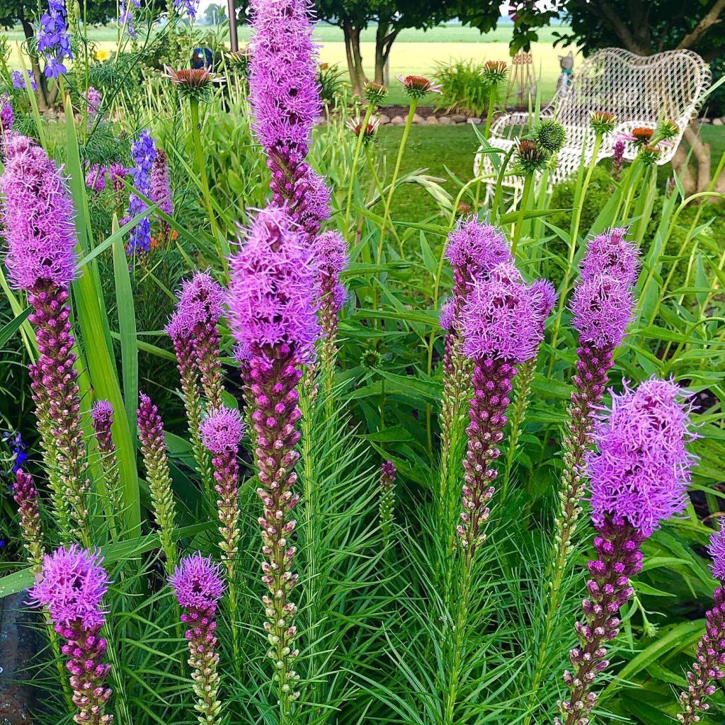 50 Summer Flowers That Will Make Your Garden Unforgettable - Planted Shack