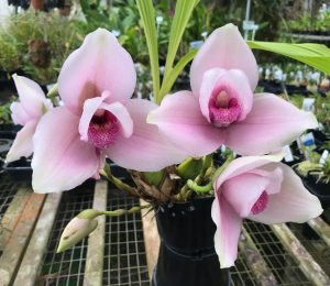 20 Purple Orchids: A Guide to Growing and Enjoying Enchanting Blooms ...