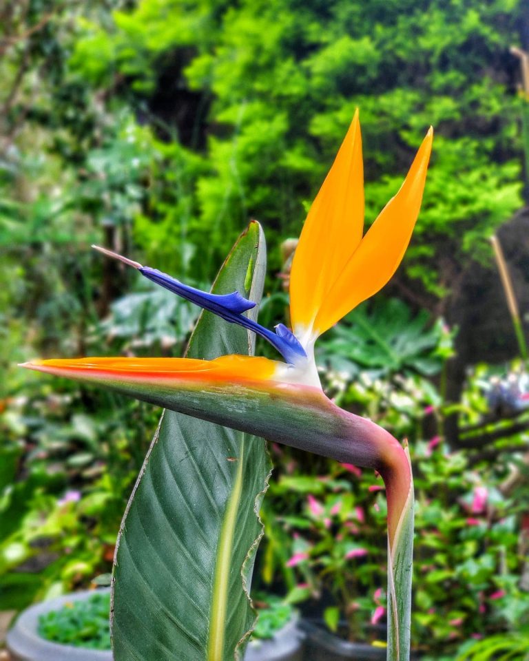 20 Tropical Flowers: A Guide to Growing and Enjoying Exotic Blooms ...