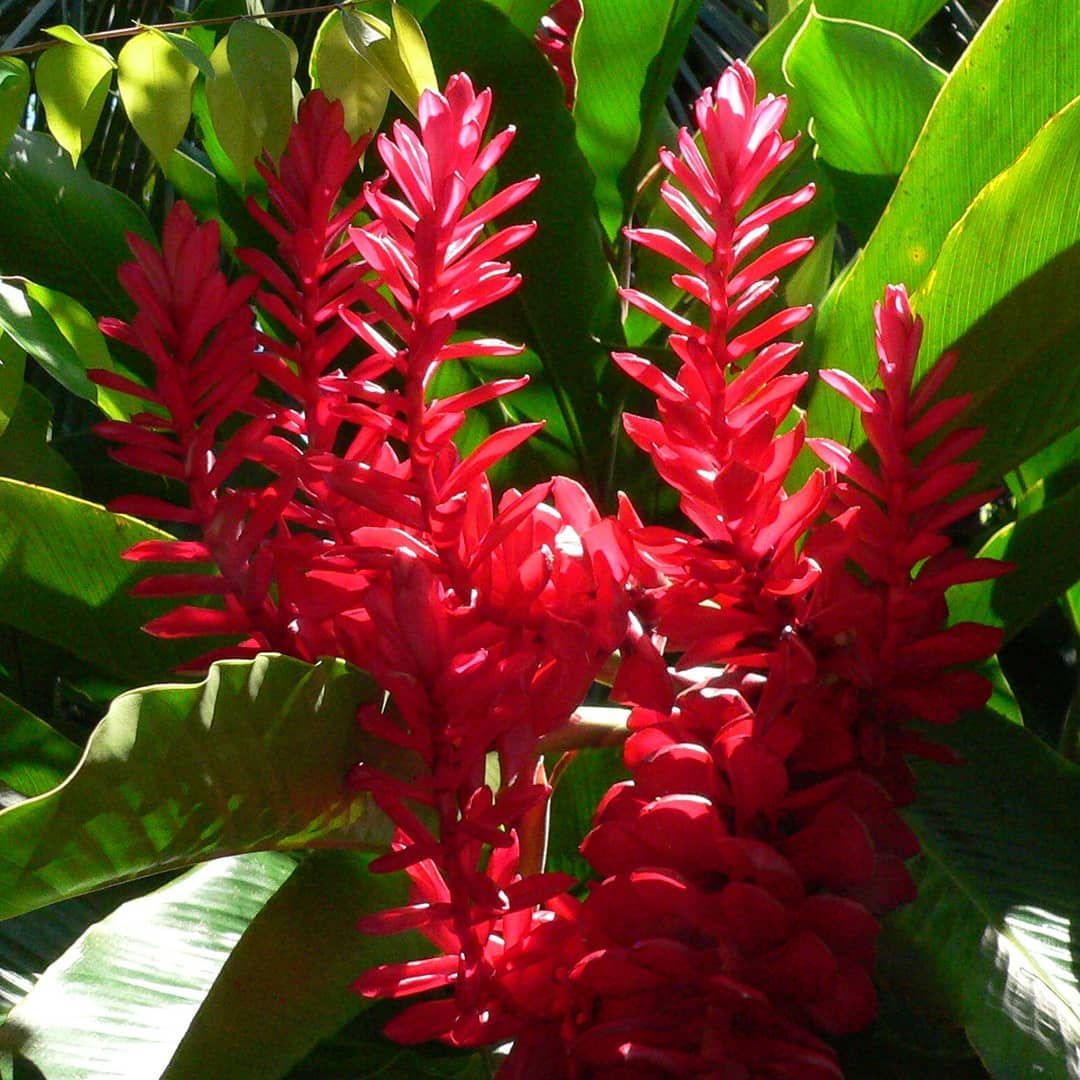 20 Tropical Flowers: A Guide to Growing and Enjoying Exotic Blooms ...
