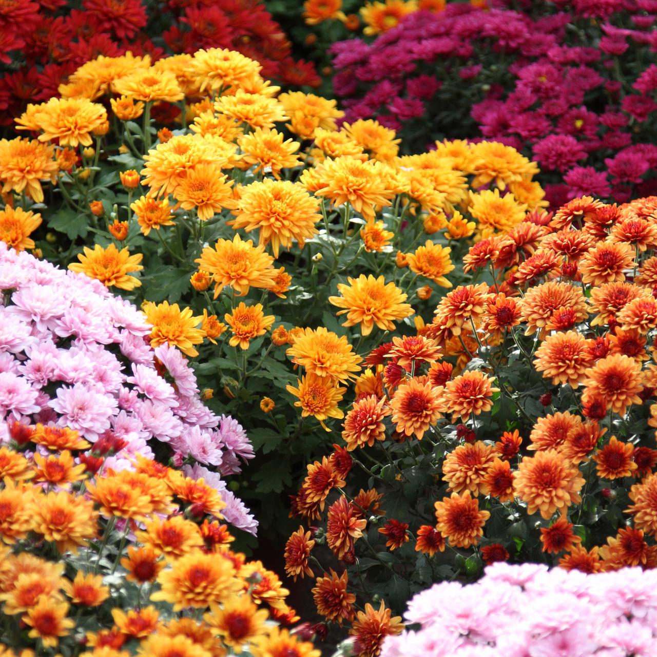 50 Autumn Flowers So Stunning, You’ll Want Them All - Planted Shack