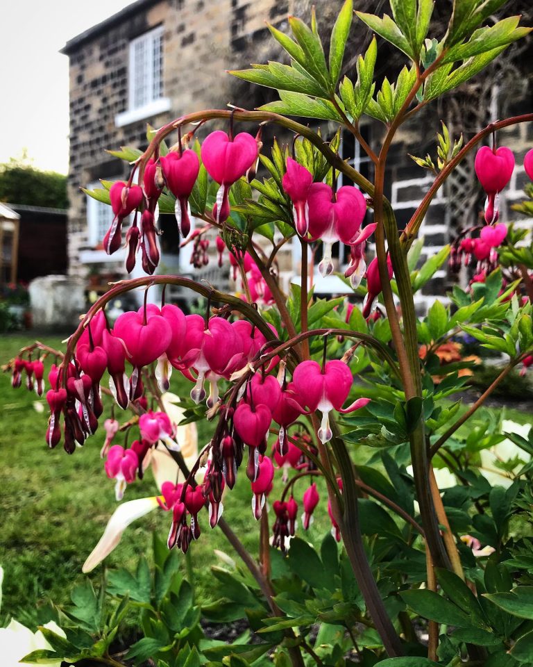 50 Must-See Spring Flowers for a Stunning Garden Display! - Planted Shack