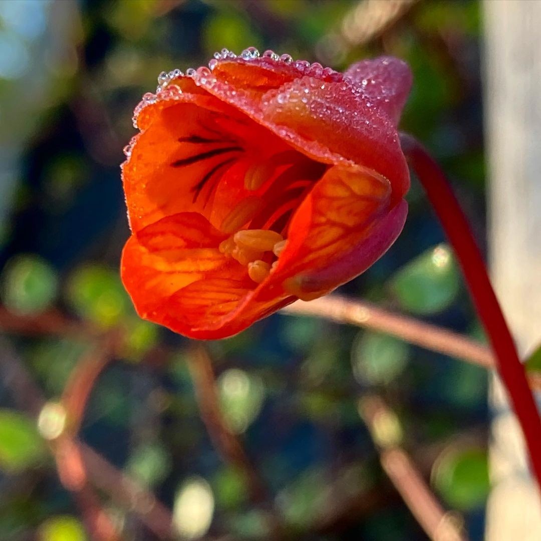 20 Vertical Blooms to Create a Breathtaking Garden! - Planted Shack