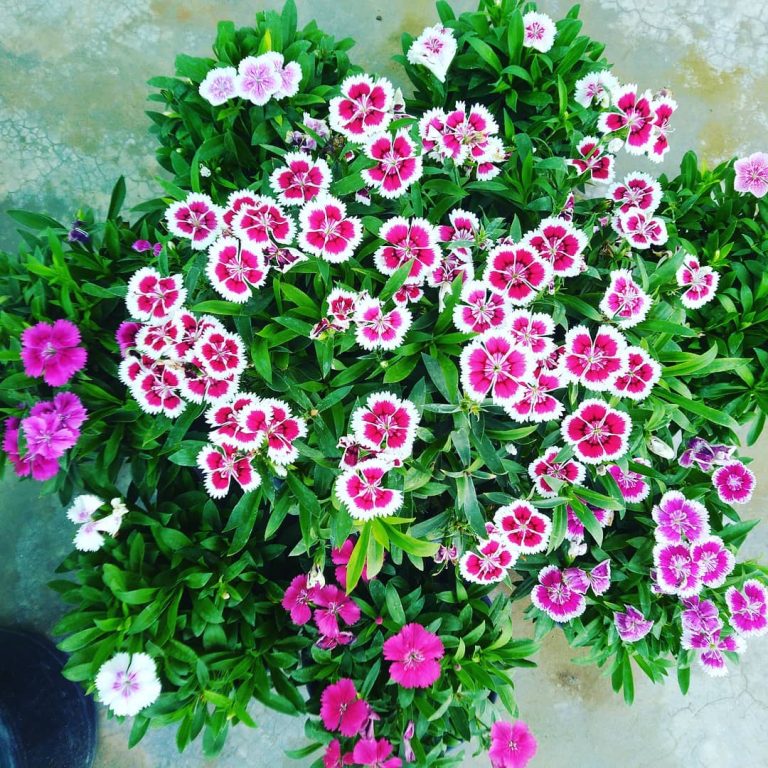 The Top 50 Plants Every Small Garden Needs - Planted Shack